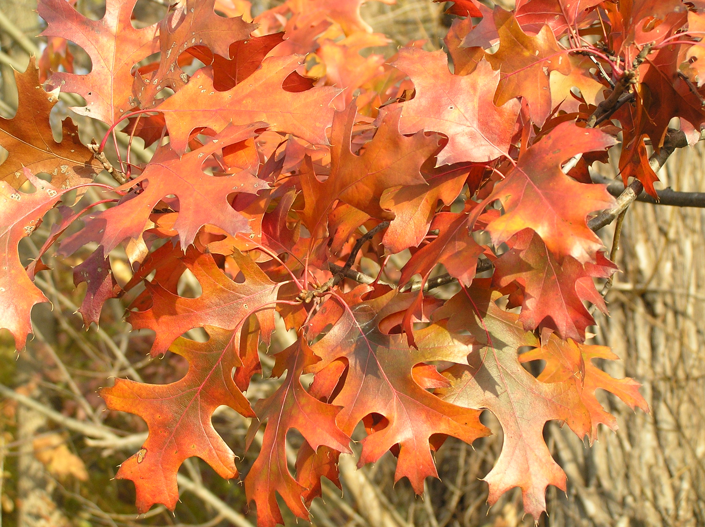 Native Trees Of Indiana River Walk